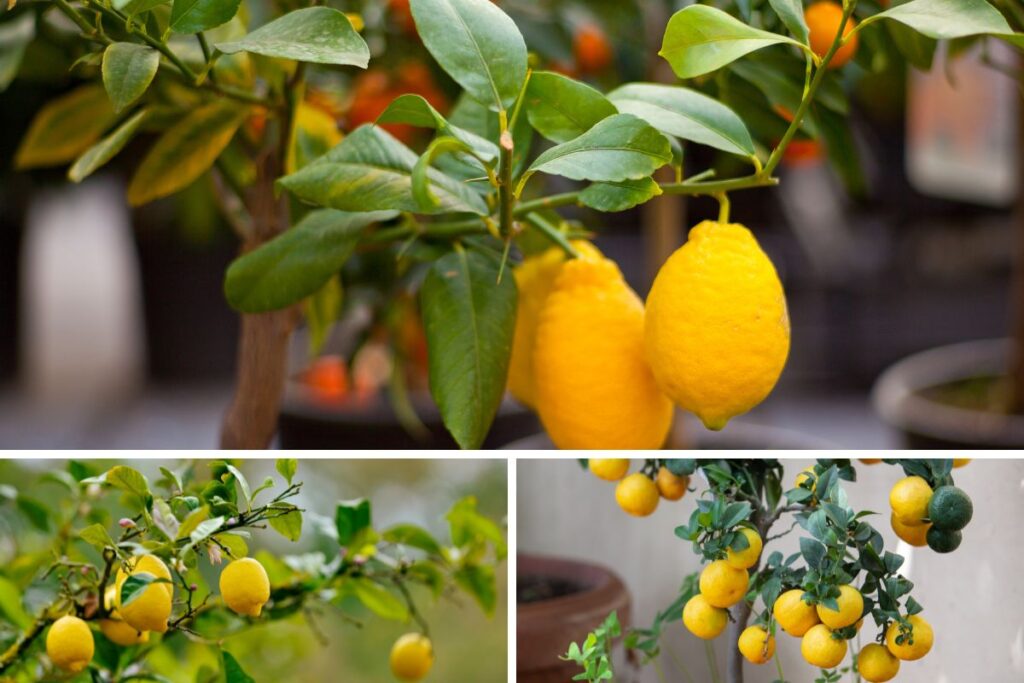 10 Steps To Grow Your Own Lemon Tree From Seed - SheBonny